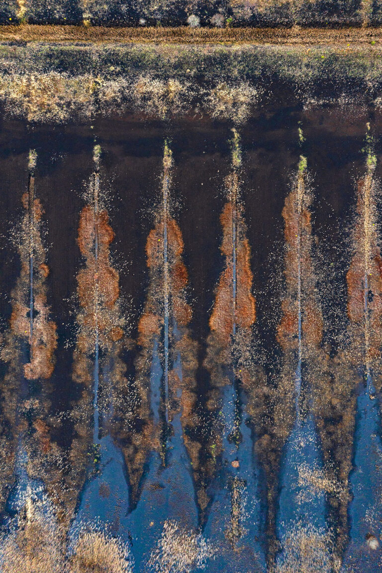 The Bog 001 by Bernhard Lang - Contemporary photography | Artistics