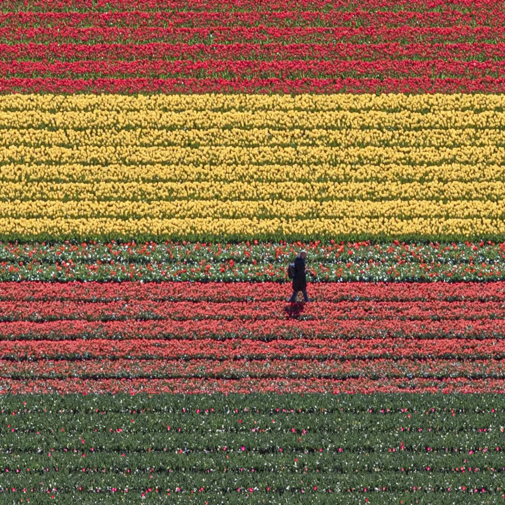 Aerial Views, Tulip Fields 36 by Bernhard Lang - Contemporary ...